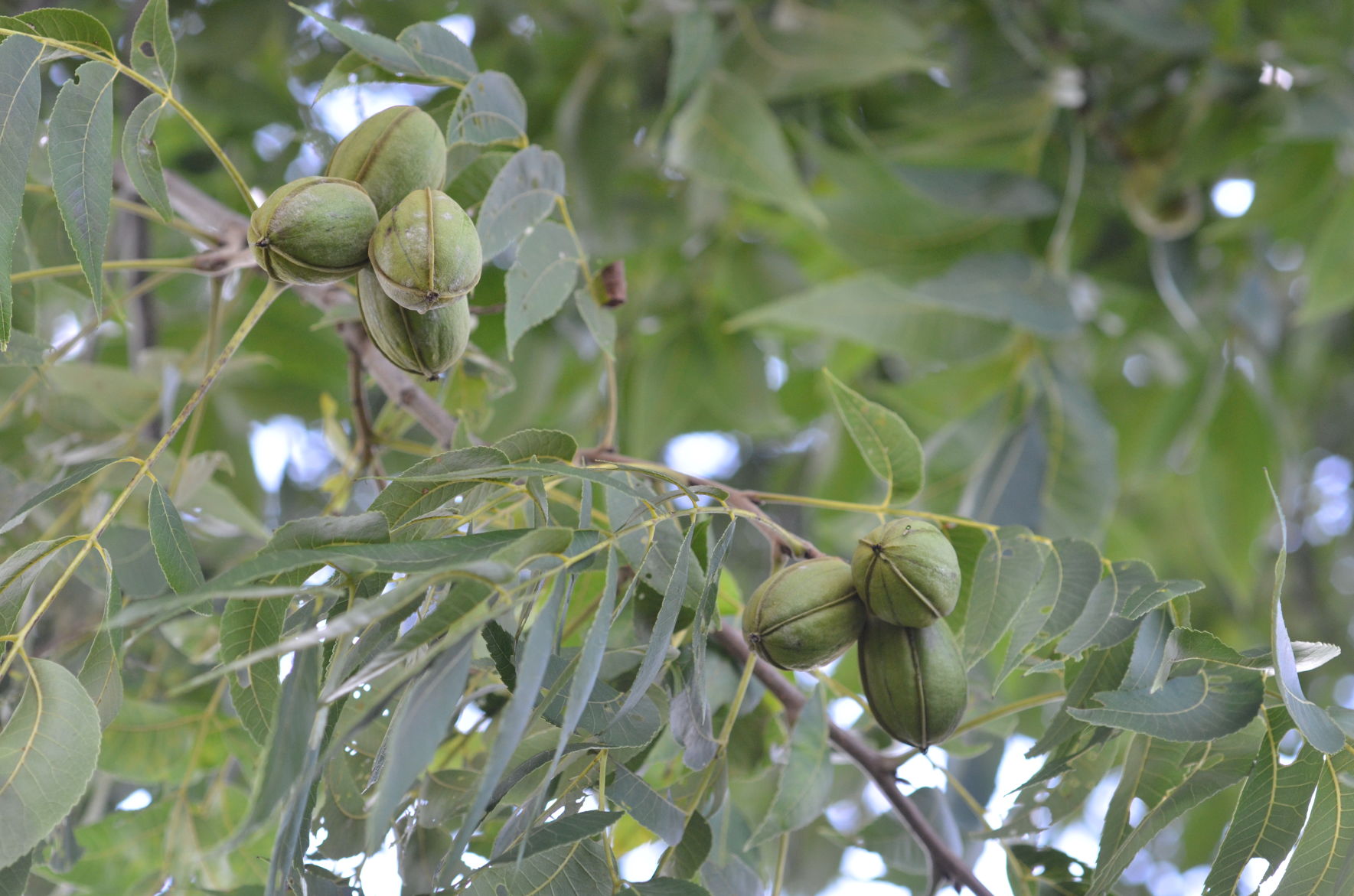 Pecan crops appear on track for better than average year