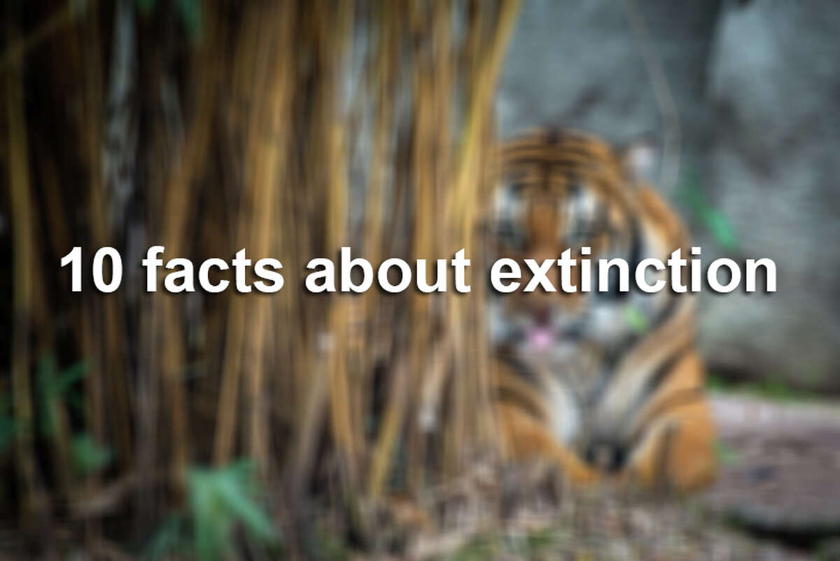 10 facts about extinction
