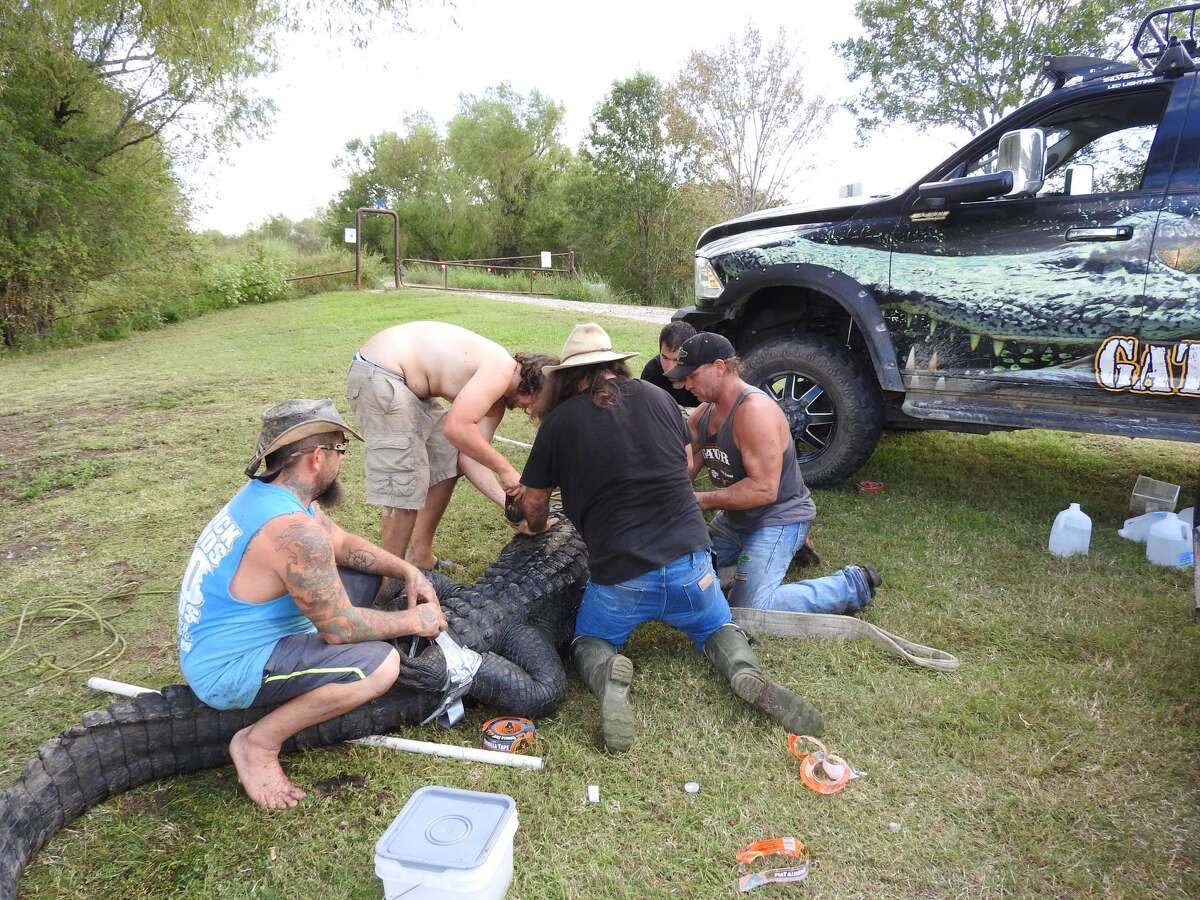 Dayton gator could be biggest ever captured in Texas
