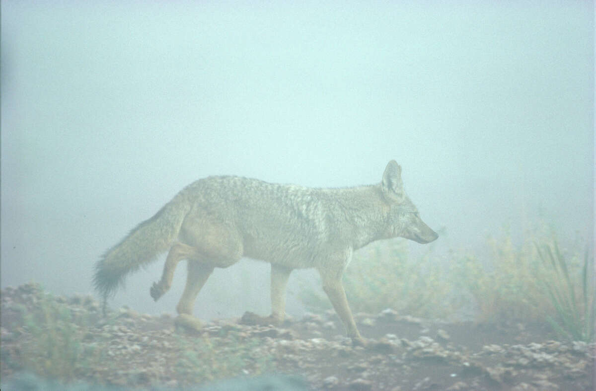Official State Photographer of Texas Wyman Meinzer captures everything ...