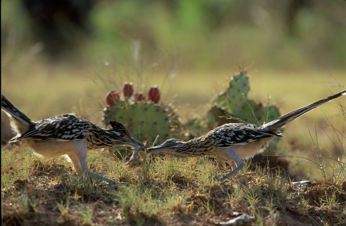 Official State Photographer of Texas Wyman Meinzer captures everything ...