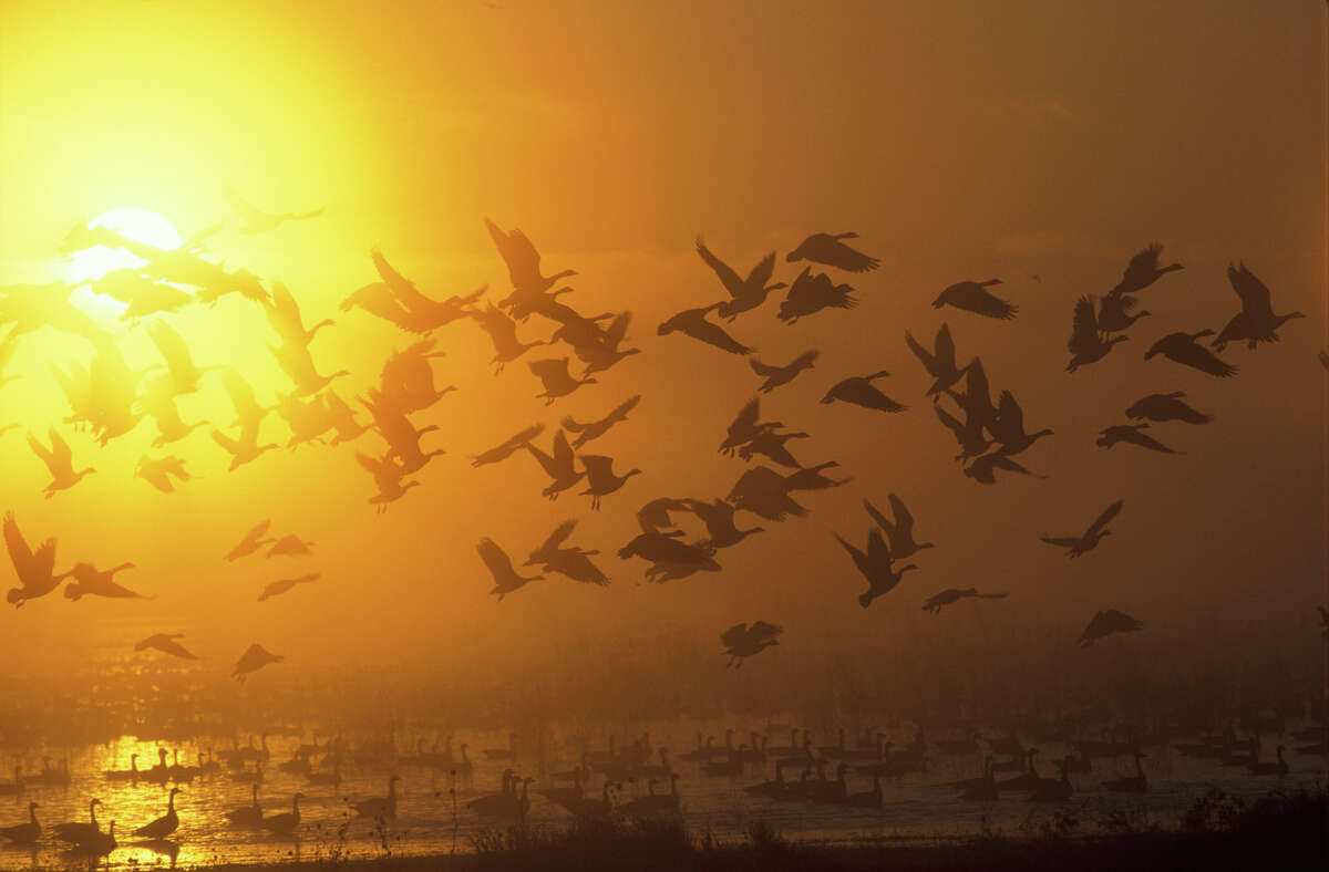 Official State Photographer of Texas Wyman Meinzer captures everything ...