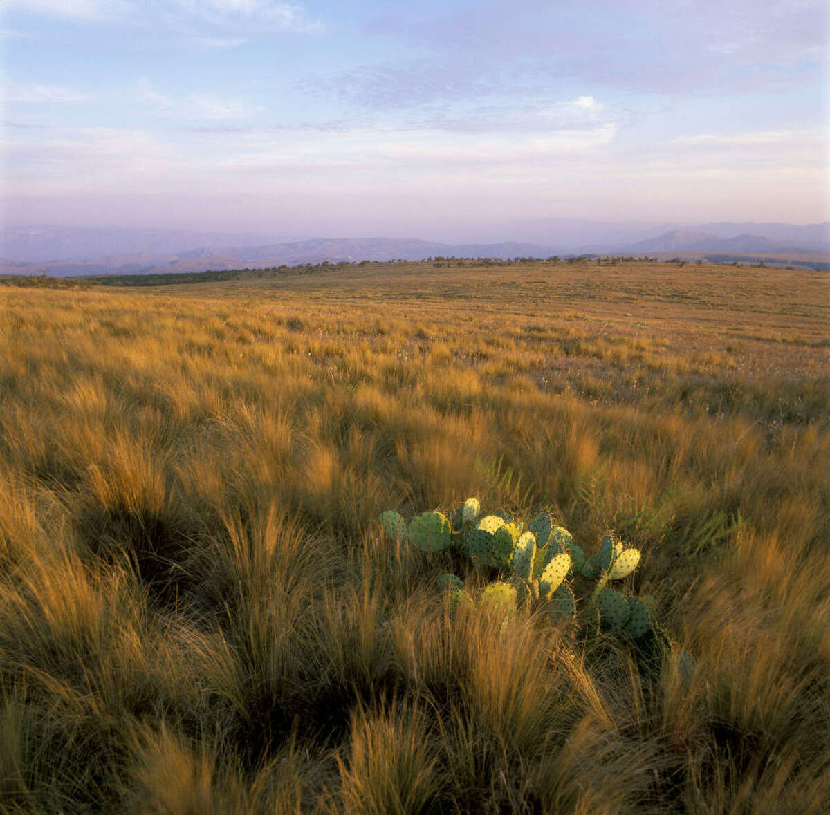 Official State Photographer of Texas Wyman Meinzer captures everything ...