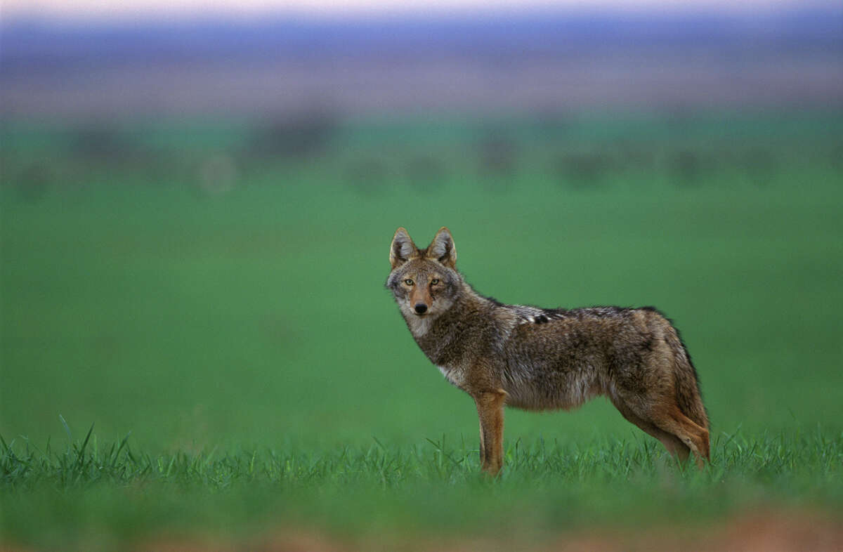 Official State Photographer of Texas Wyman Meinzer captures everything ...