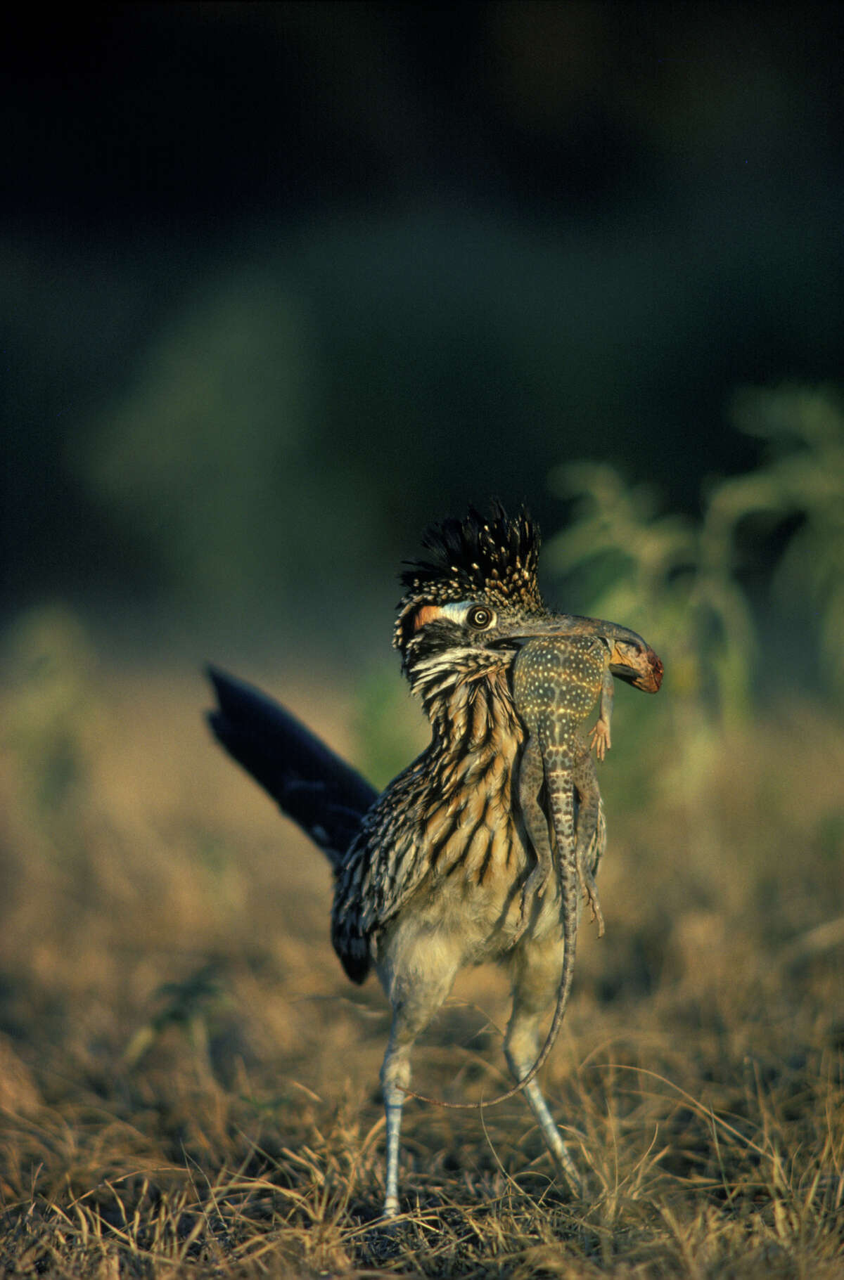 Official State Photographer of Texas Wyman Meinzer captures everything ...