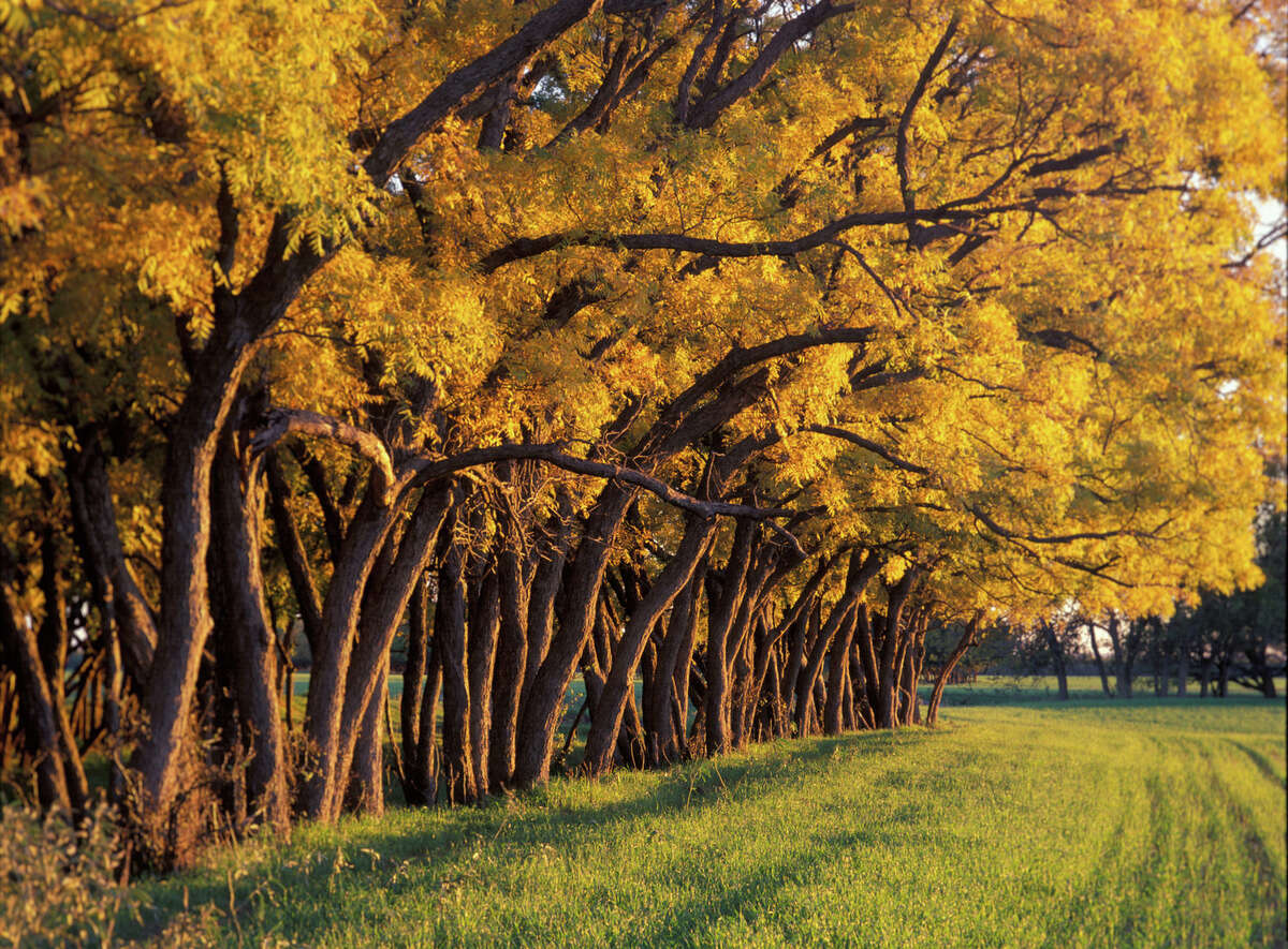 Official State Photographer of Texas Wyman Meinzer captures everything ...