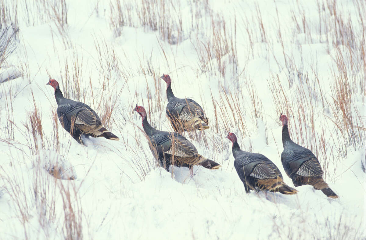 Official State Photographer of Texas Wyman Meinzer captures everything ...