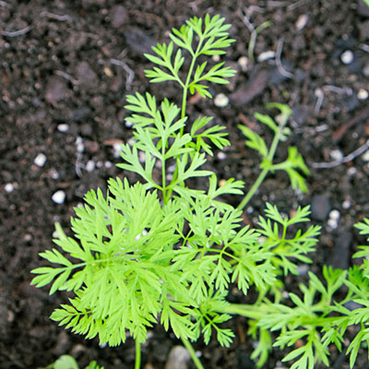 Plant a cool-season vegetable garden