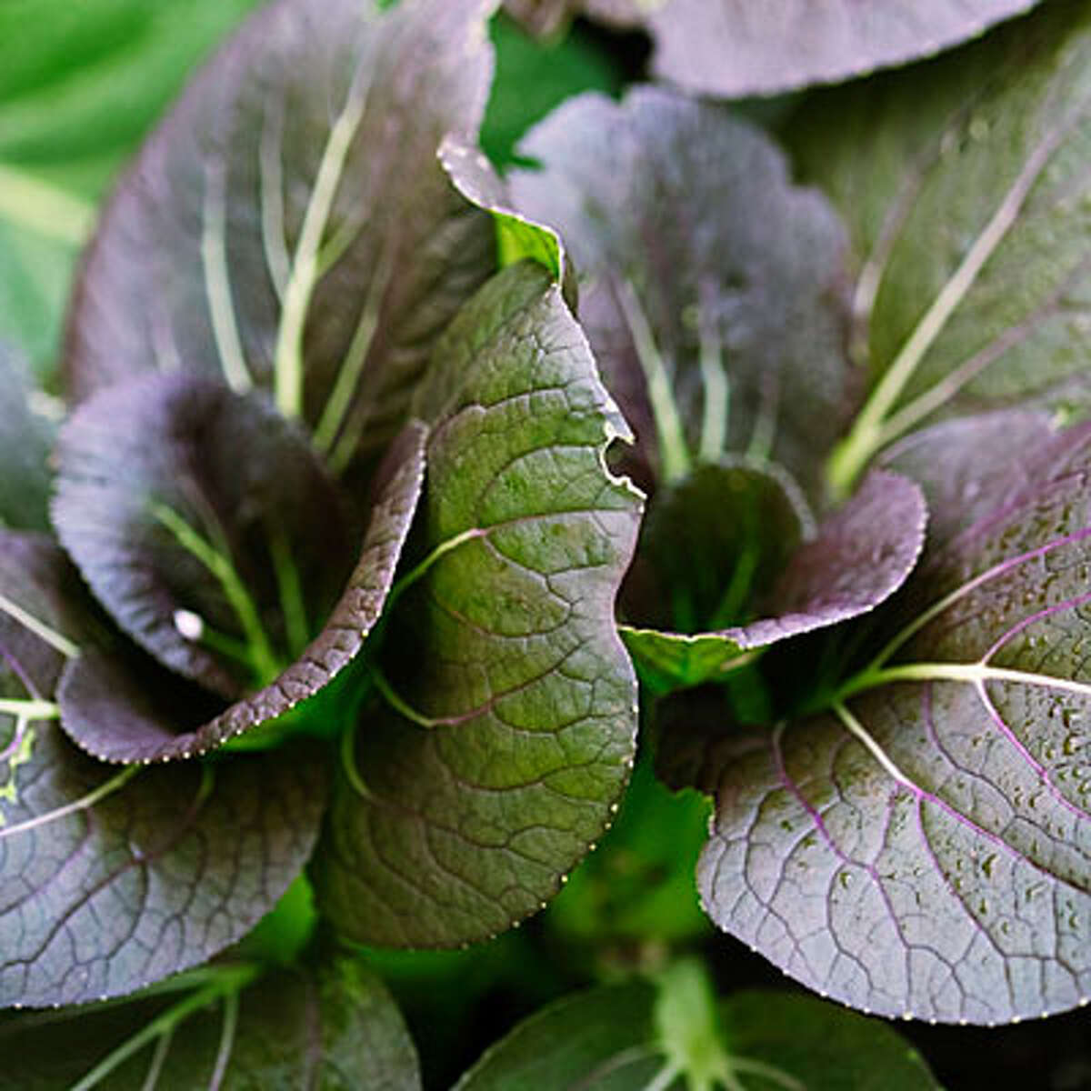 Plant a cool-season vegetable garden