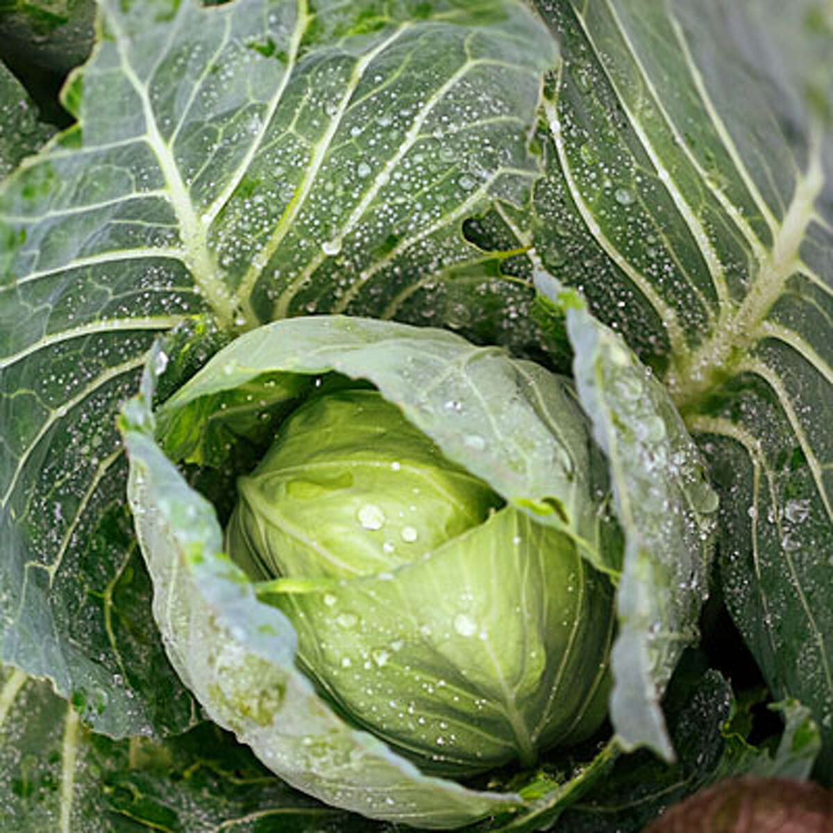 Plant a cool-season vegetable garden