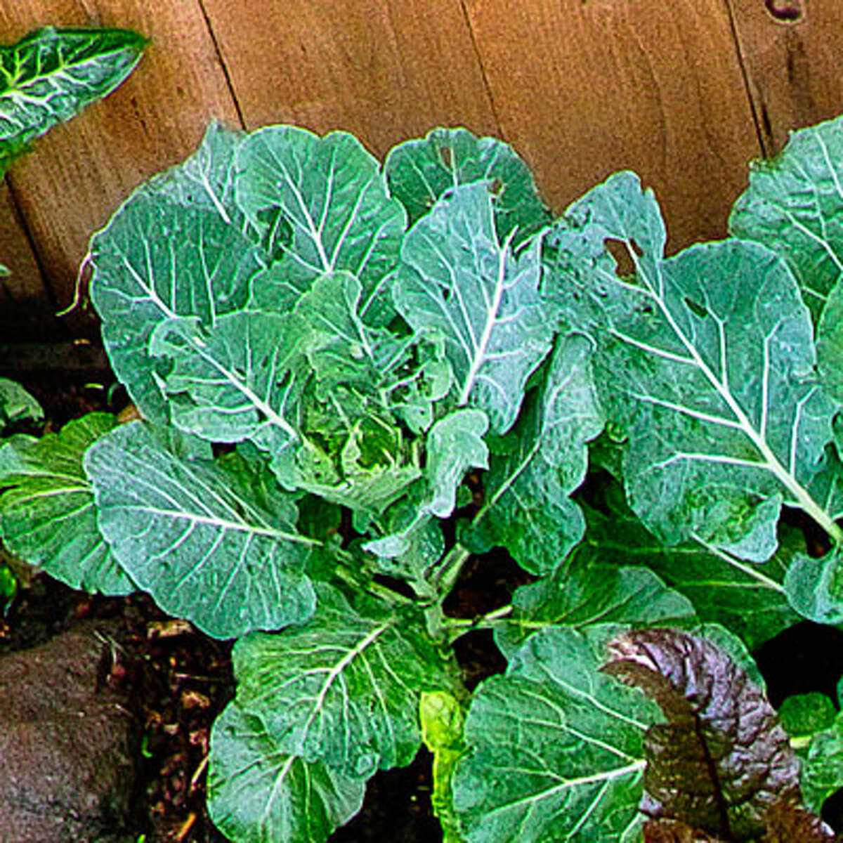 Plant a cool-season vegetable garden