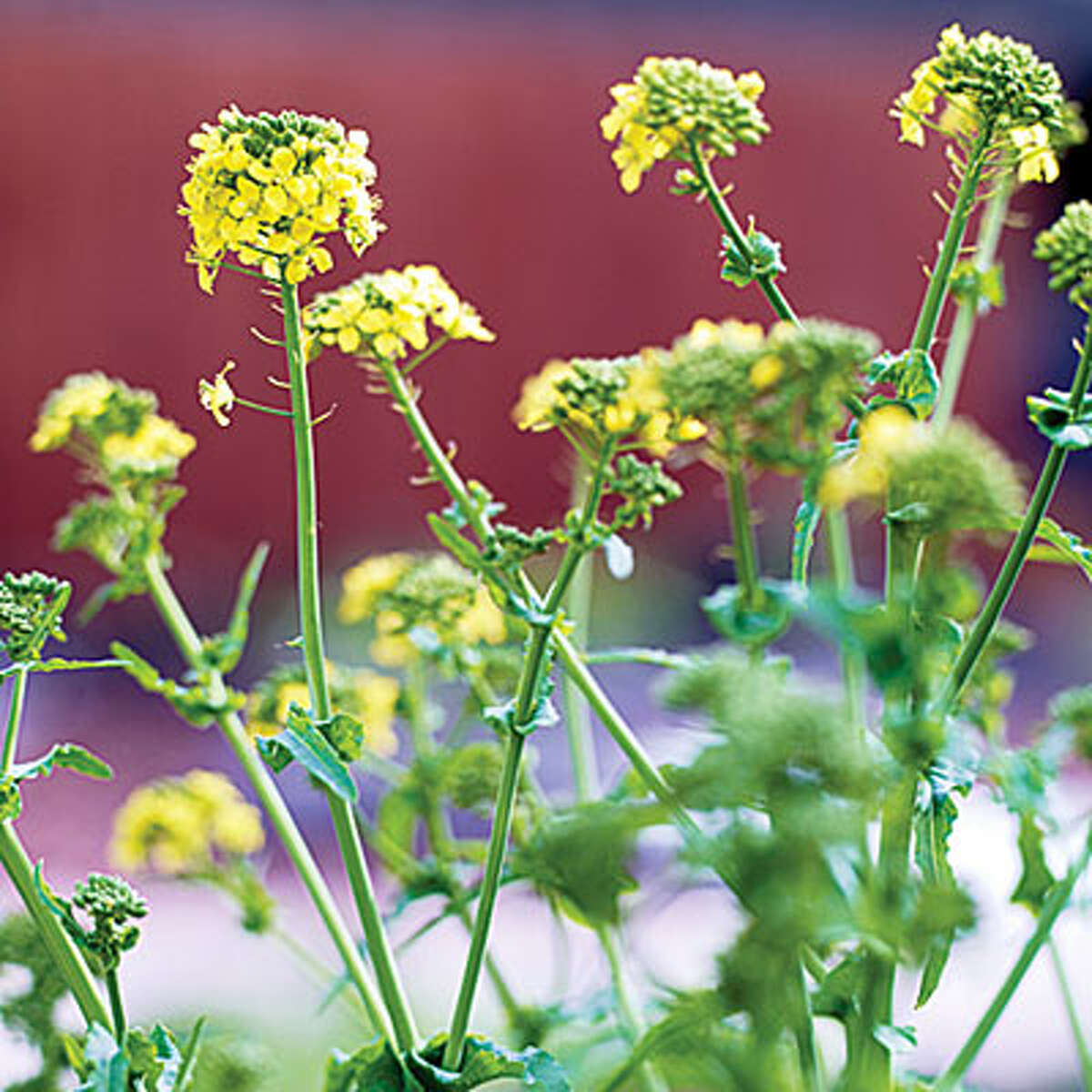 Plant a cool-season vegetable garden