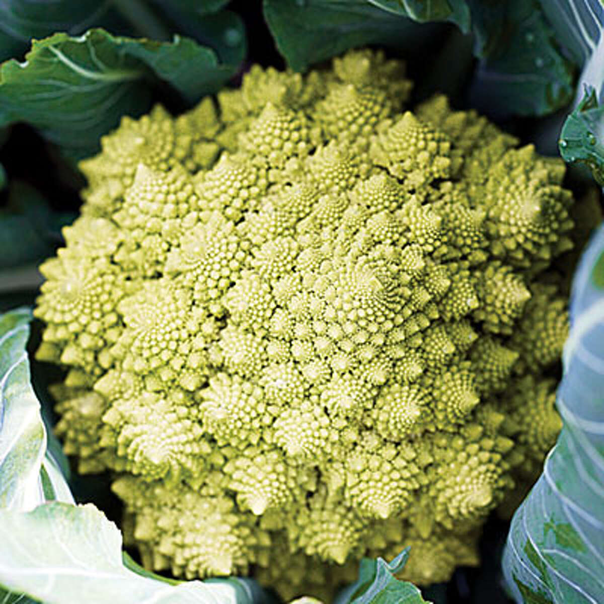 Plant a cool-season vegetable garden
