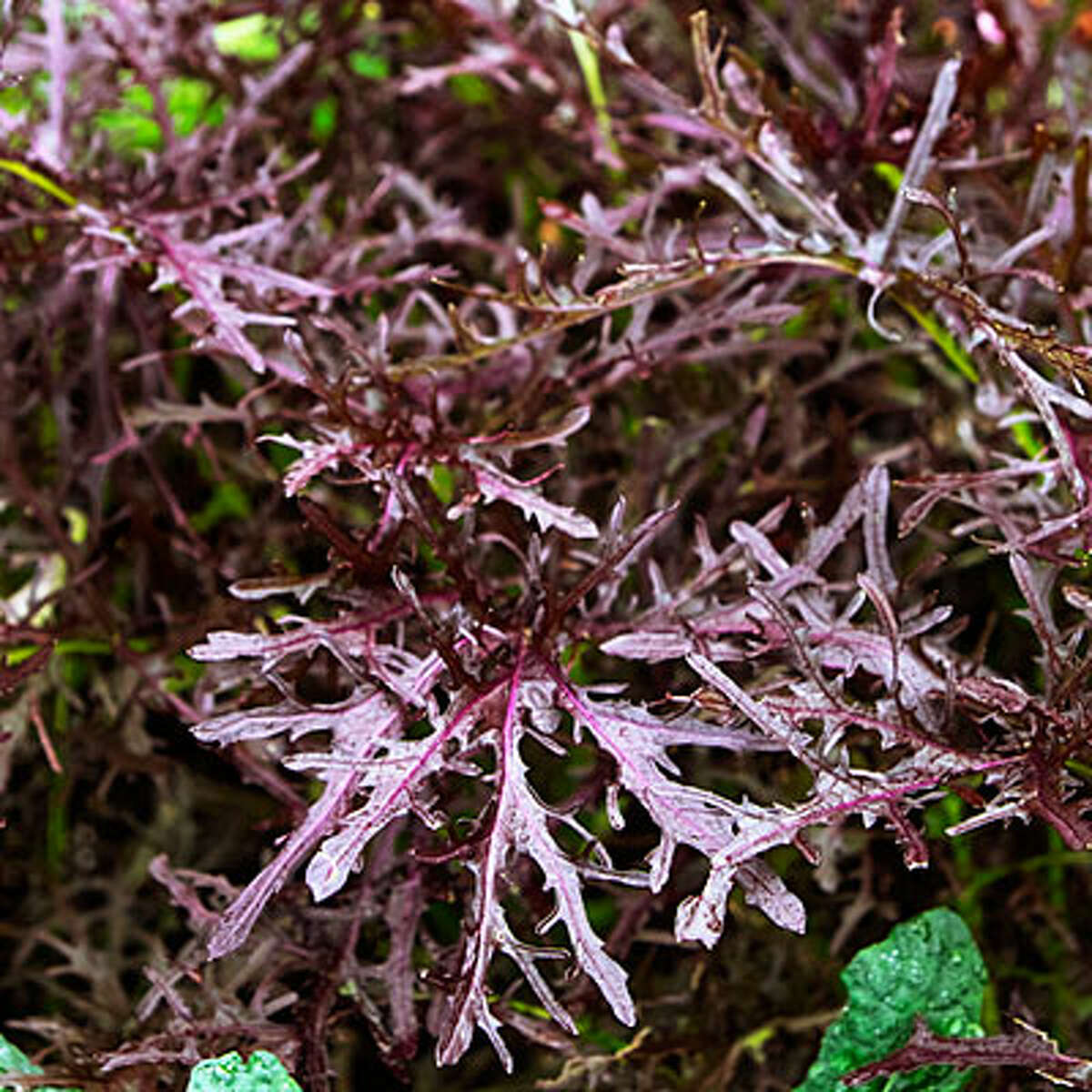 Plant a cool-season vegetable garden