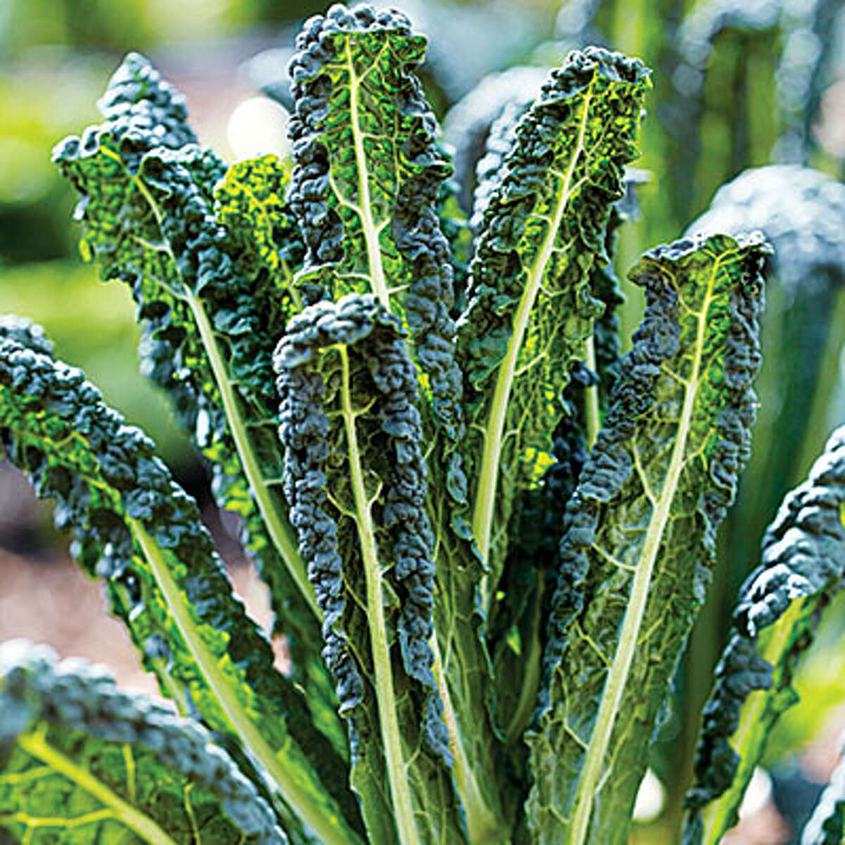 Plant a cool-season vegetable garden