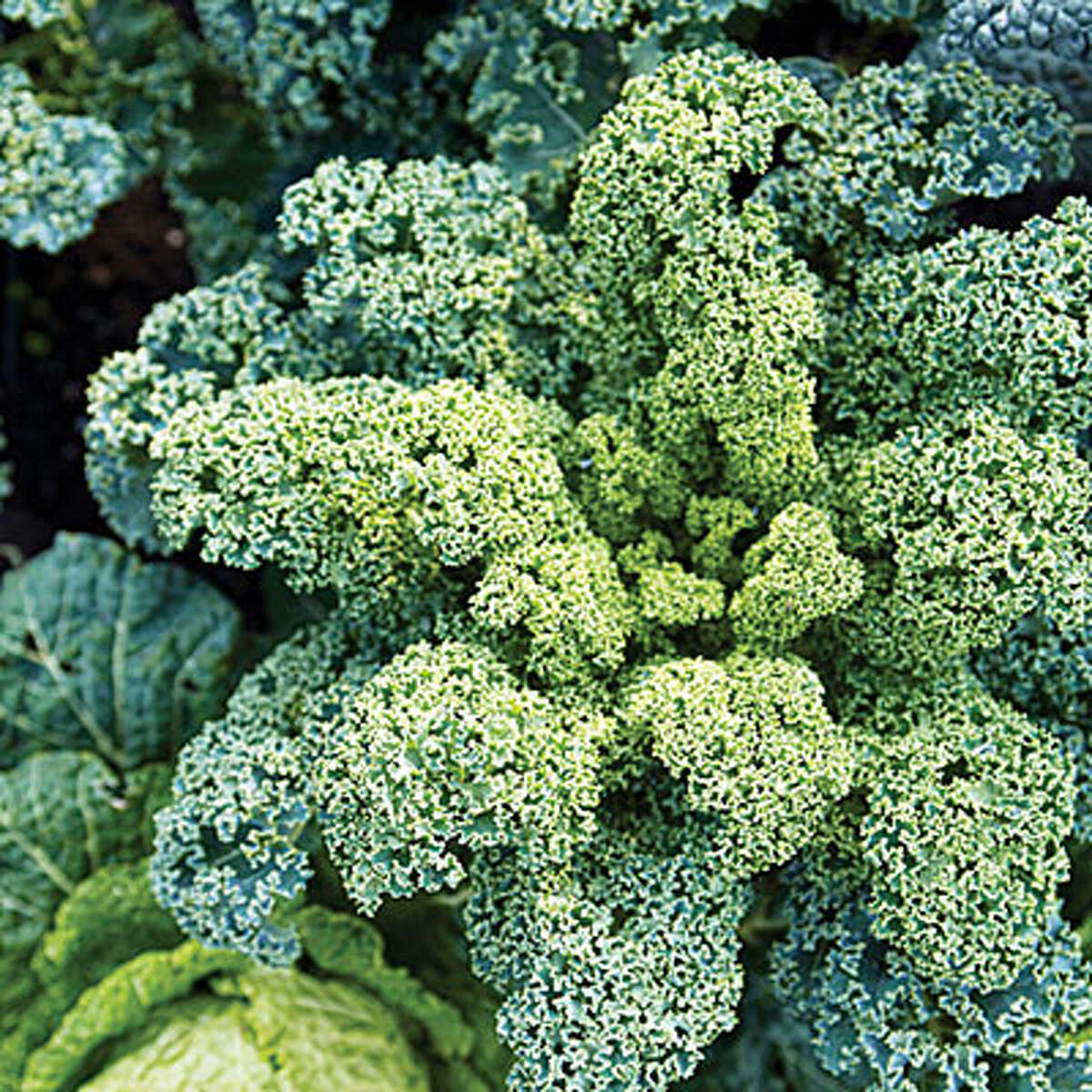 Plant a cool-season vegetable garden