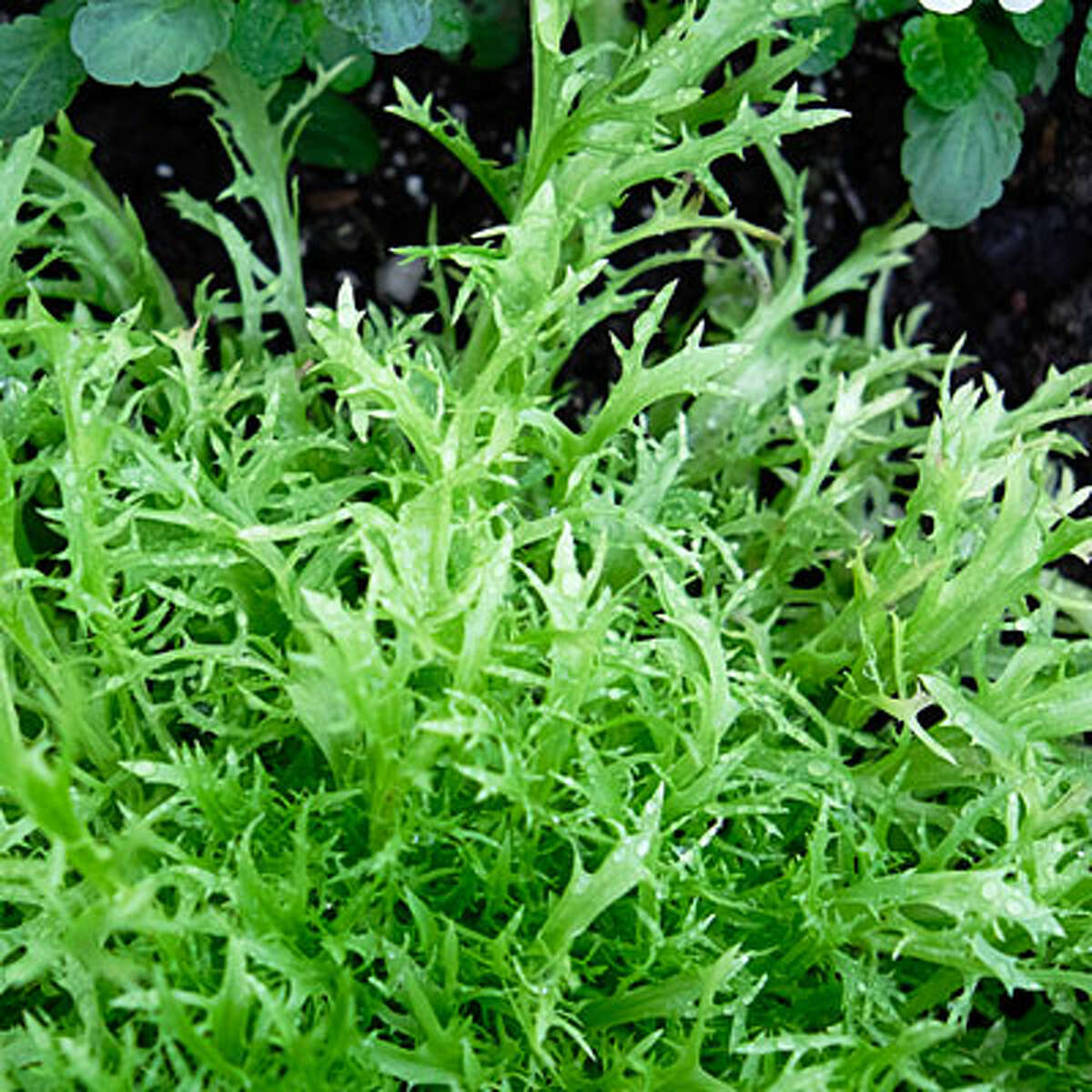 Plant a cool-season vegetable garden