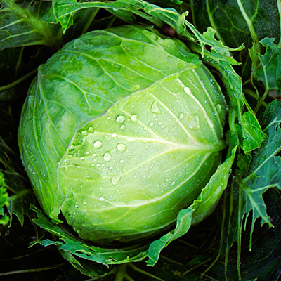 Plant a cool-season vegetable garden