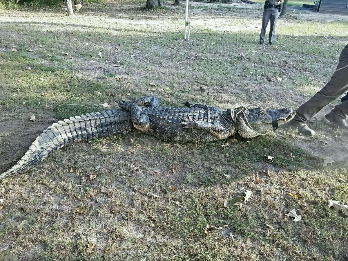 Beast of a Florida alligator goes viral in Facebook video