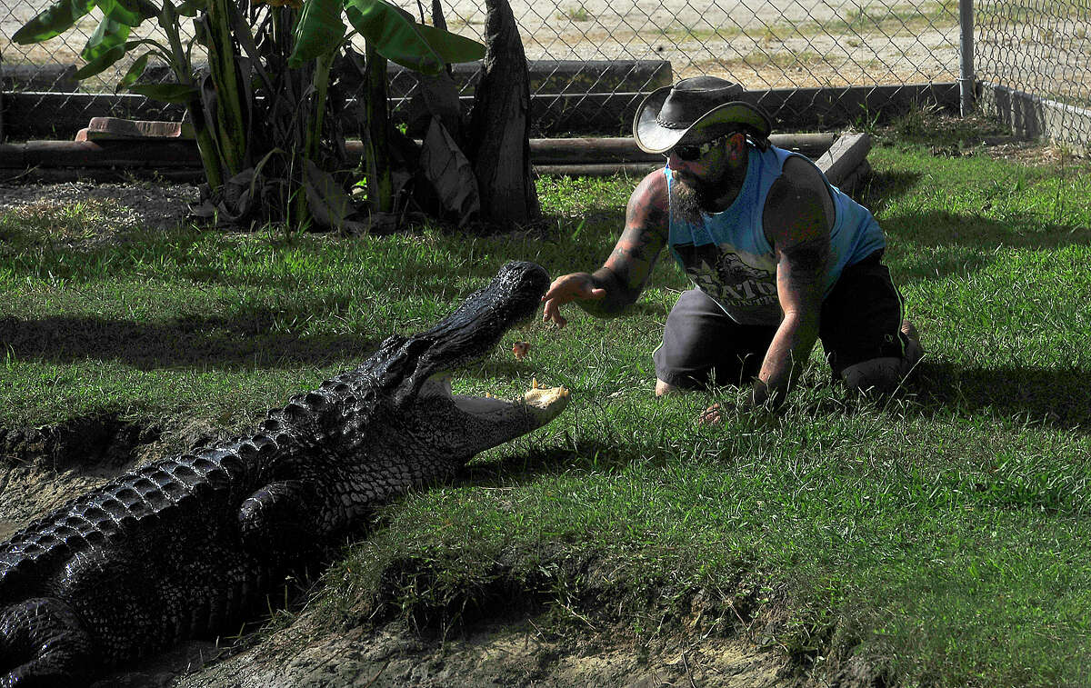 Gator Country adds record-breaking alligator to park