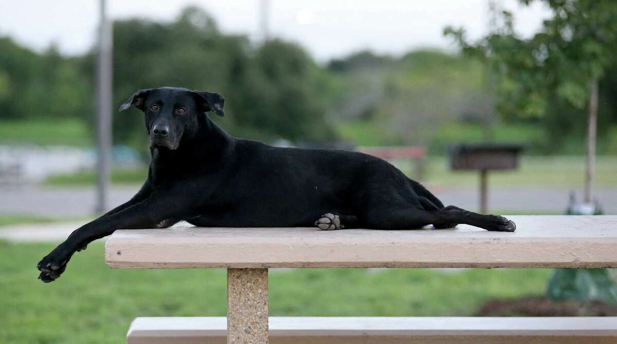 The life of stray dogs on the streets of San Antonio explored