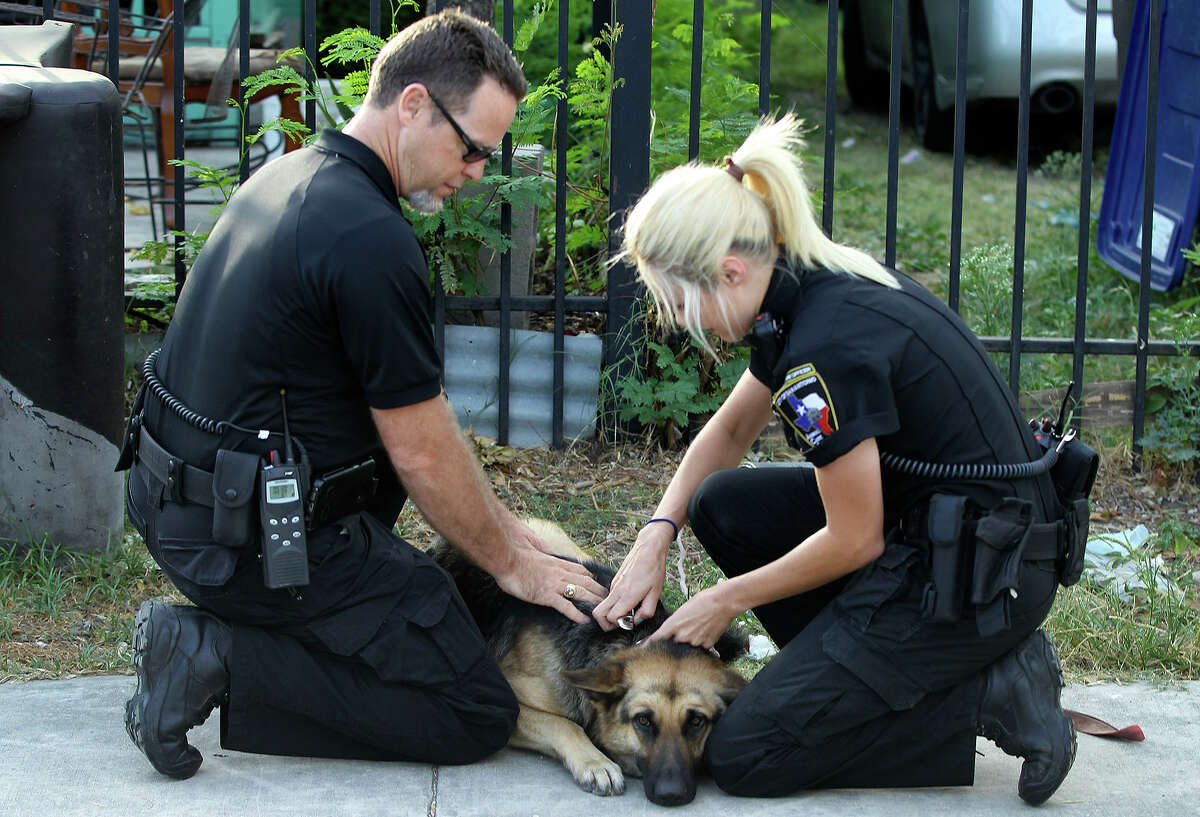 The life of stray dogs on the streets of San Antonio explored