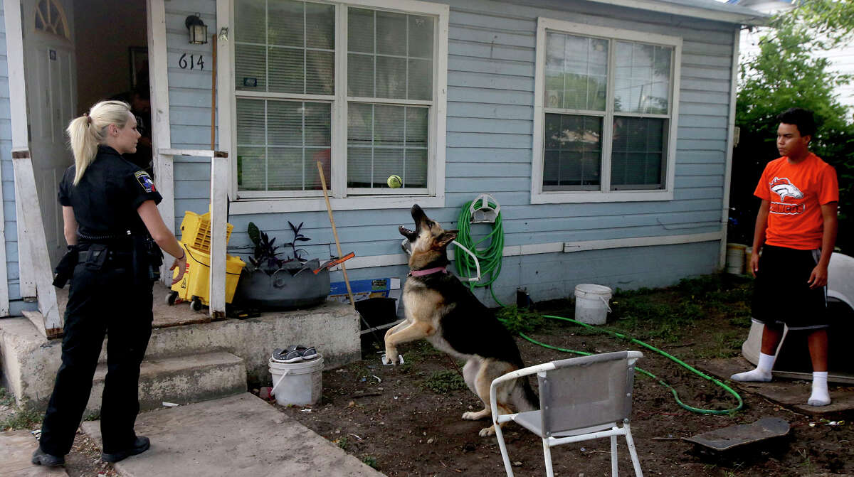 Experts reveal the life of stray dogs on the streets of San Antonio