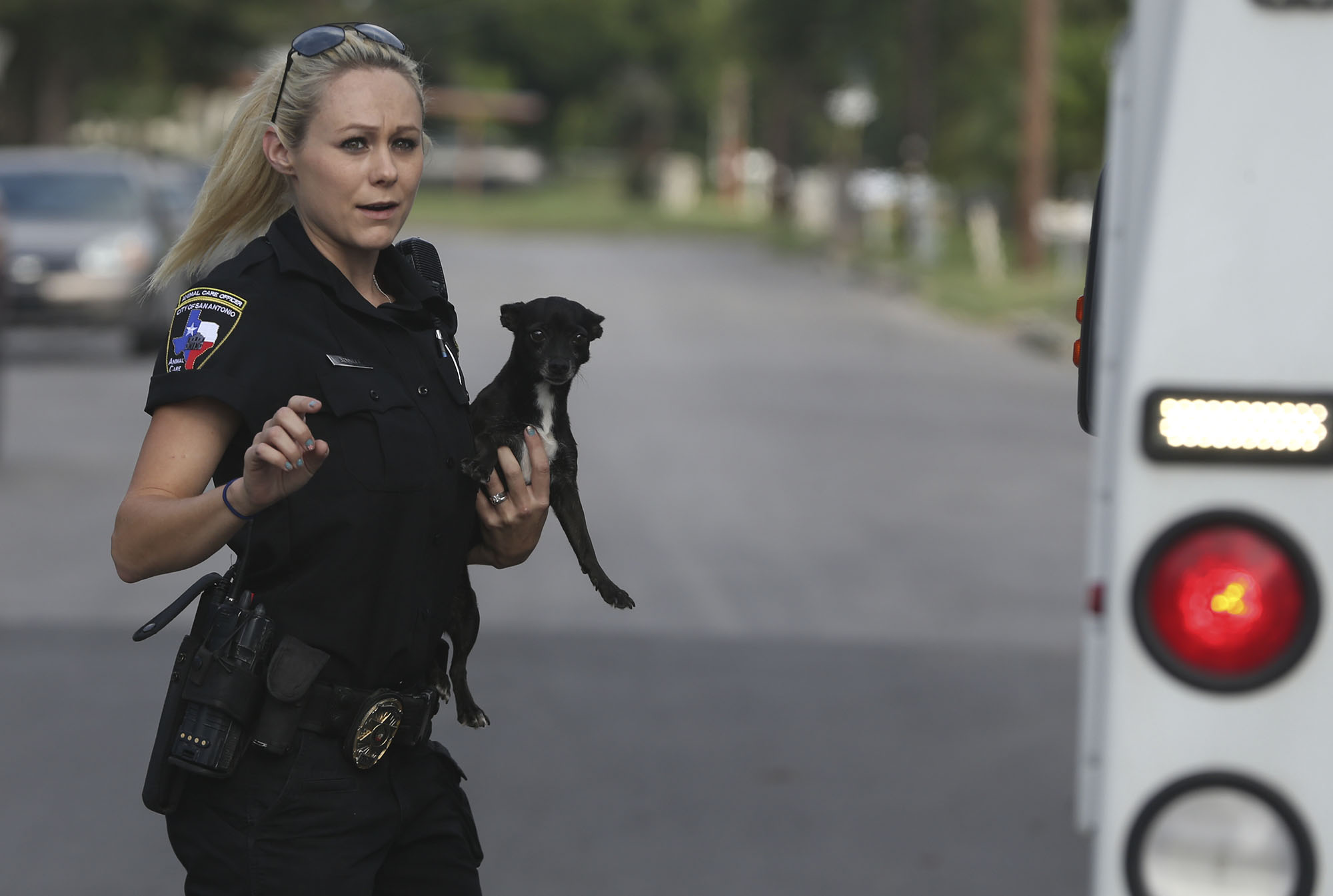 The life of stray dogs on the streets of San Antonio explored