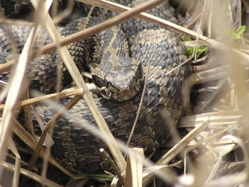 Michigan's rattlesnake listed as threatened species