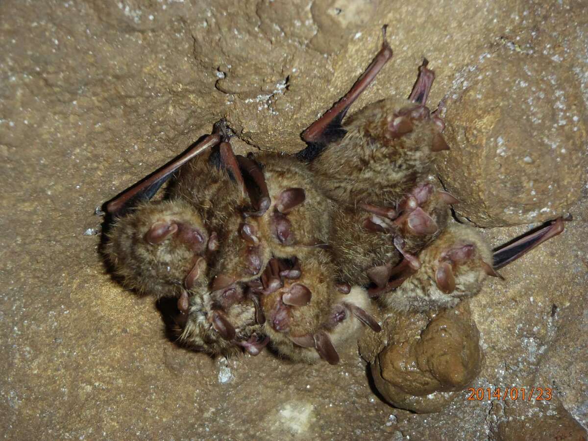 New Milford cave remains closed as biologists study bats
