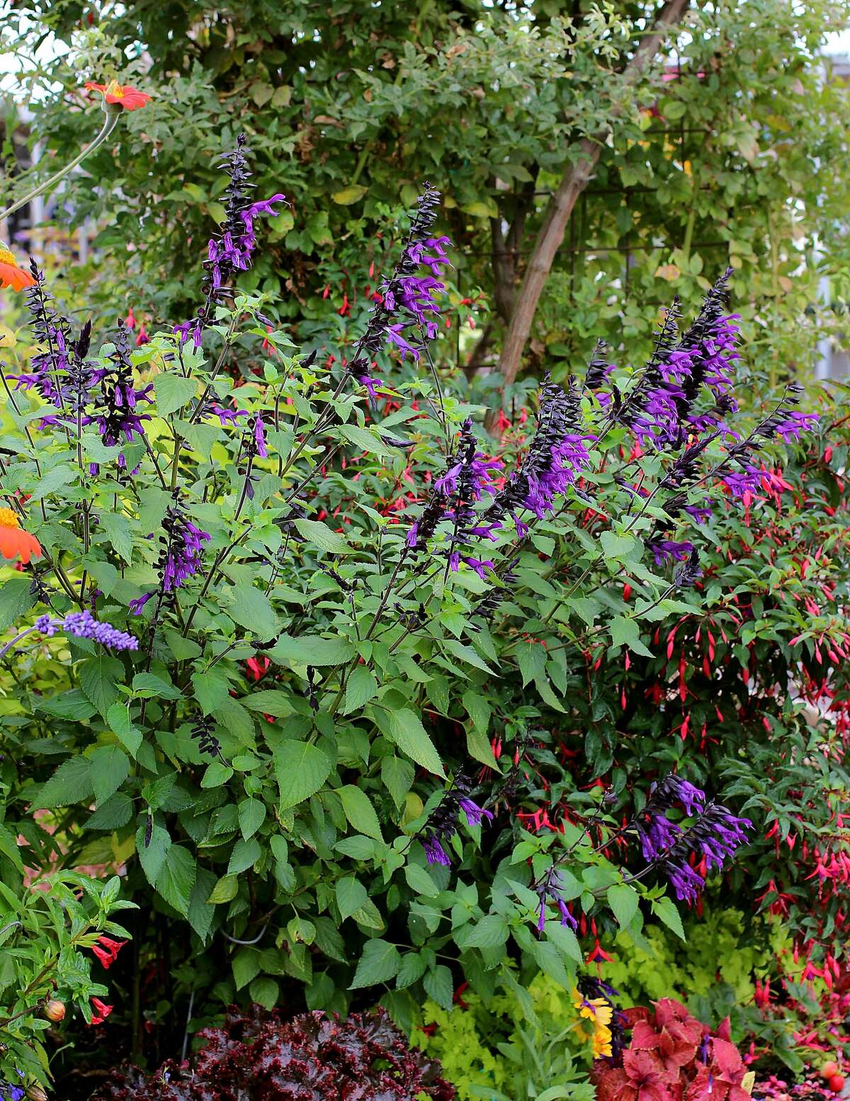Showy salvia — tall, dark & handsome