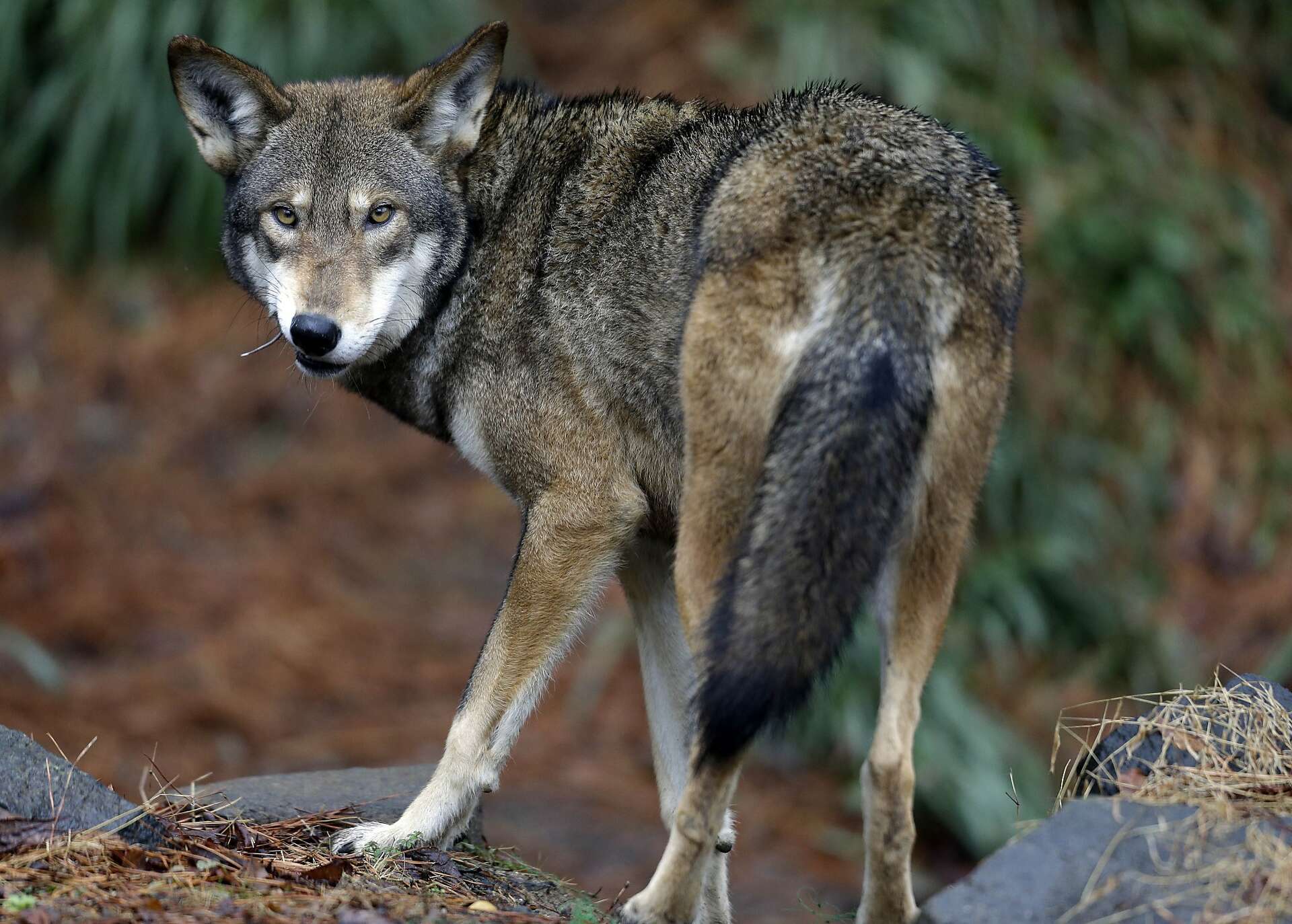 Why Texas' most endangered species might be feeling some relief
