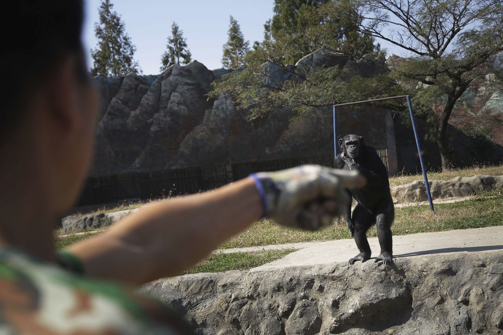 Meet Azalea the smoking chimp, new star at Pyongyang zoo
