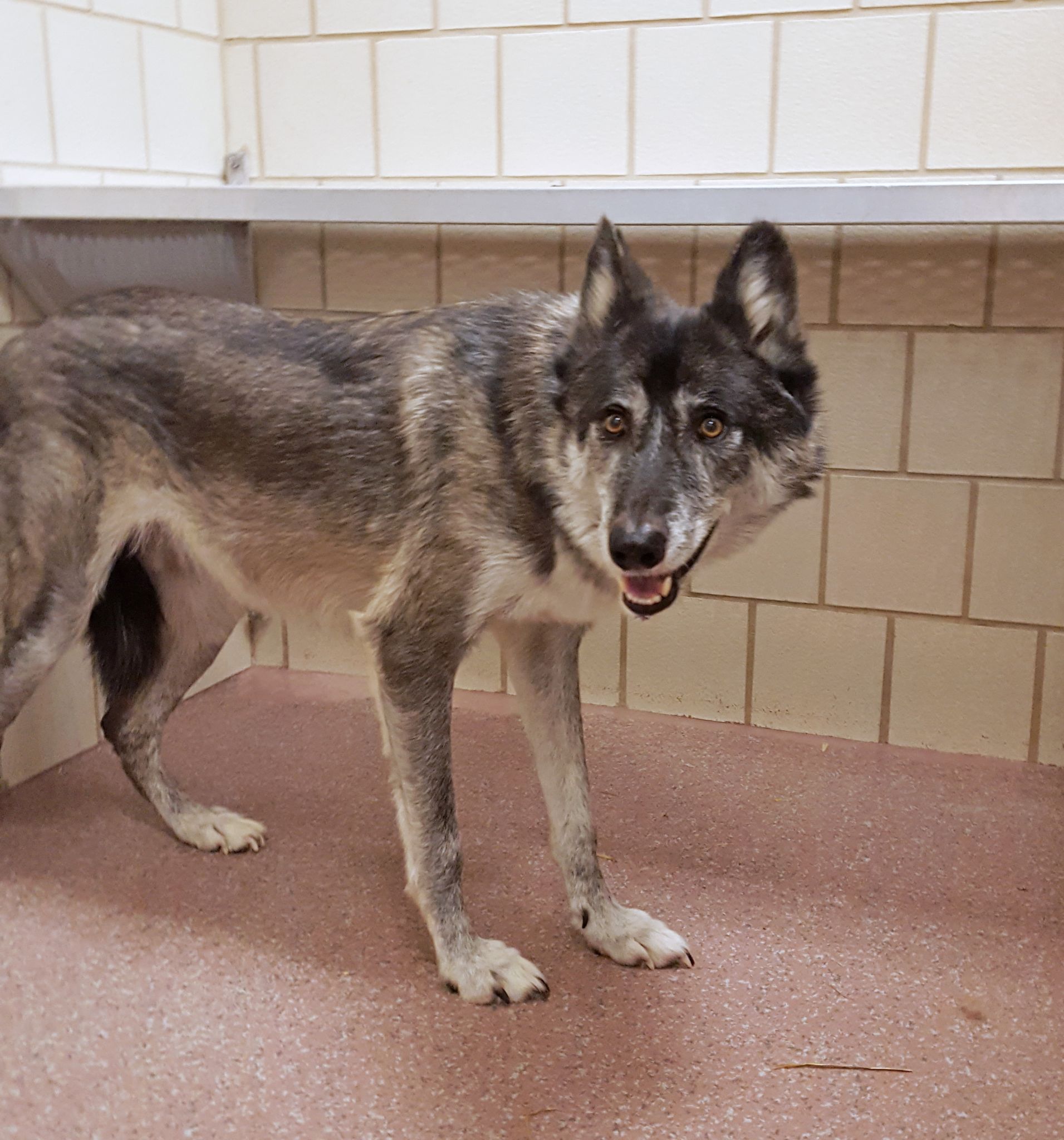 Wolf held in Houston feed store heading to sanctuary in Washington state