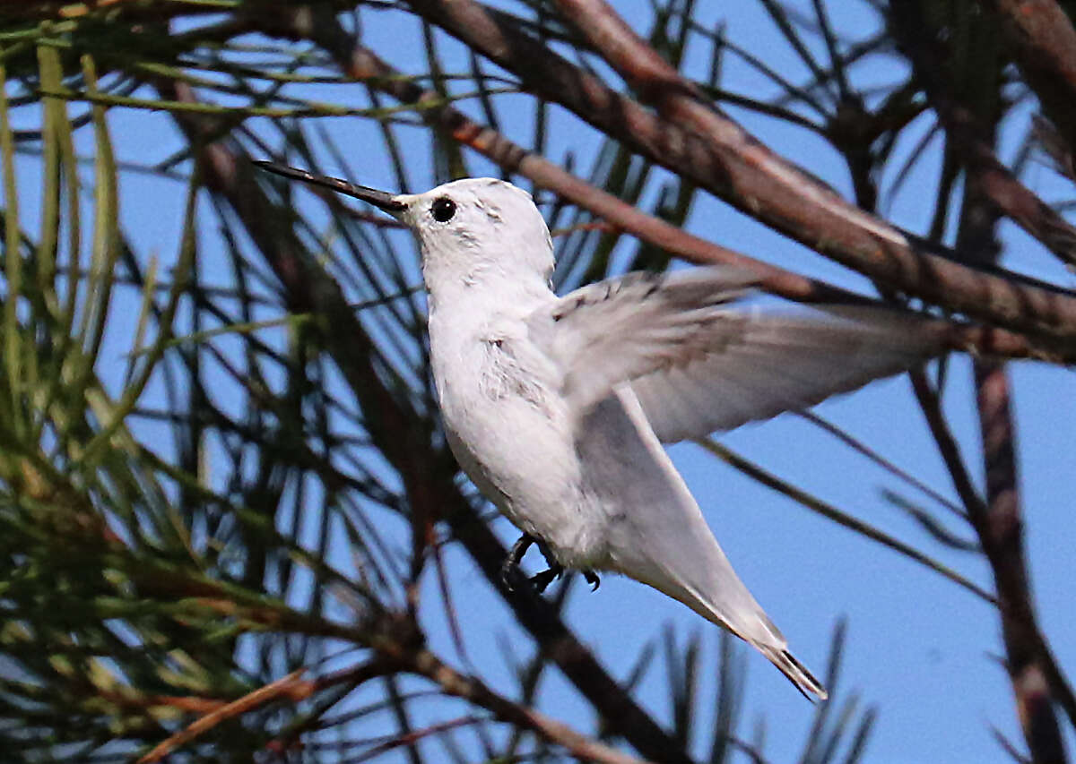 People are flocking to the UC Santa Cruz Arboretum to see a rare white ...