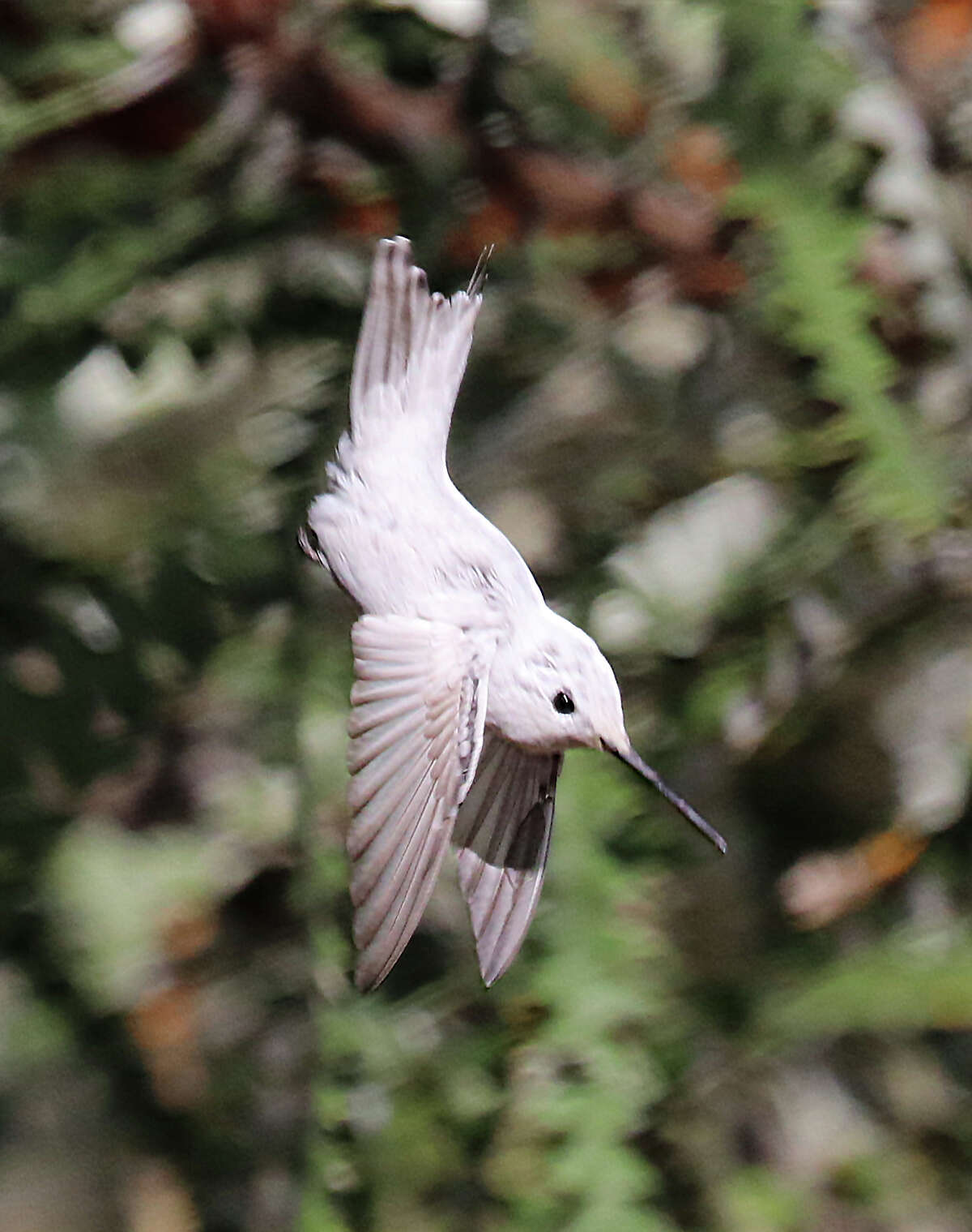 People are flocking to the UC Santa Cruz Arboretum to see a rare white ...