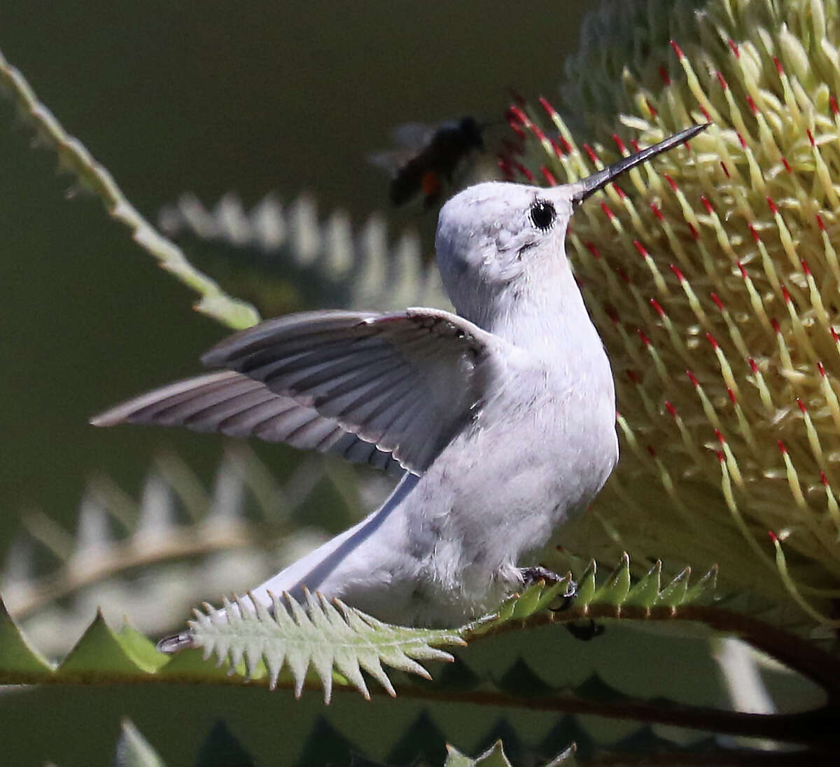 People are flocking to the UC Santa Cruz Arboretum to see a rare white ...