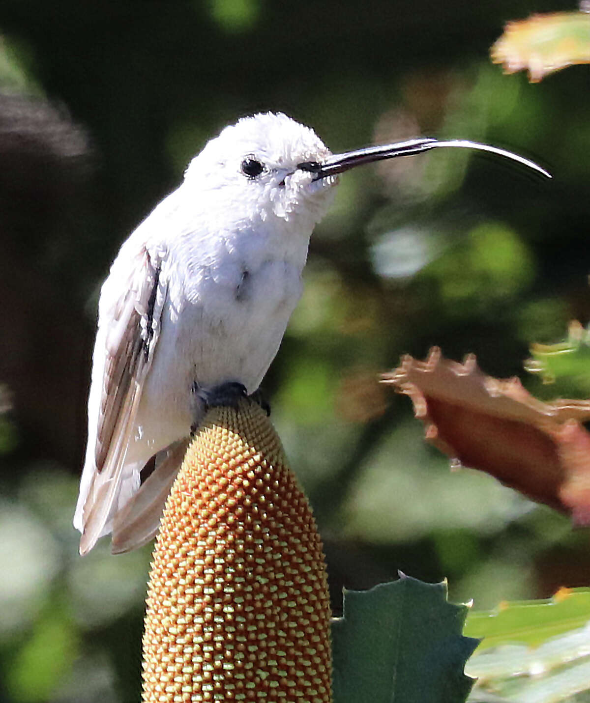 People are flocking to the UC Santa Cruz Arboretum to see a rare white ...