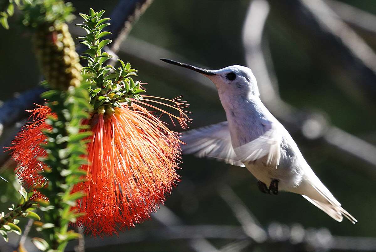 People are flocking to the UC Santa Cruz Arboretum to see a rare white ...