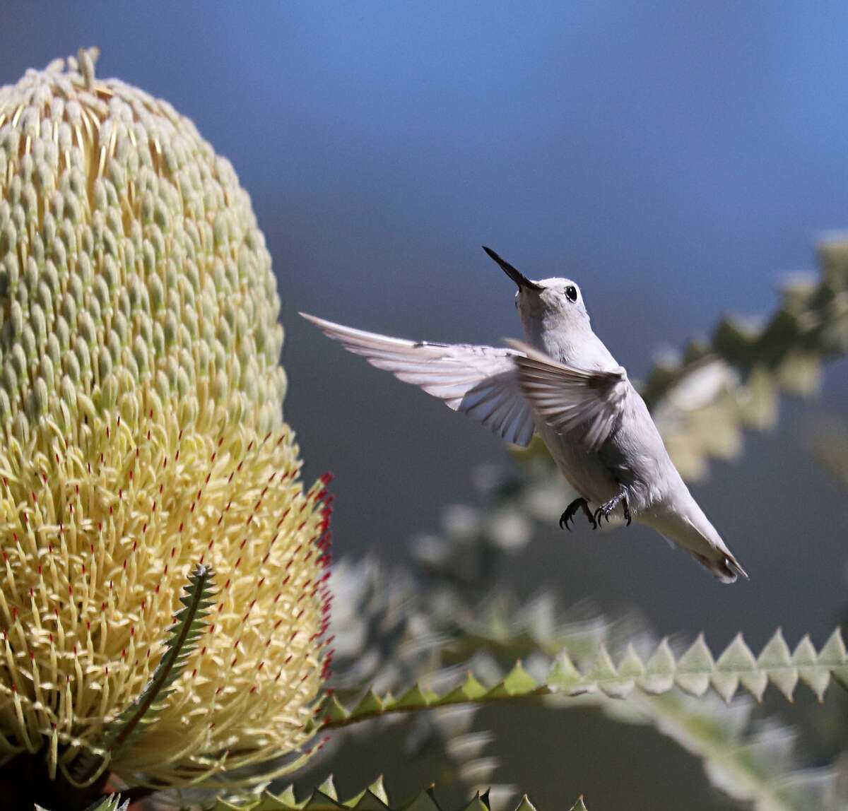 People are flocking to the UC Santa Cruz Arboretum to see a rare white ...