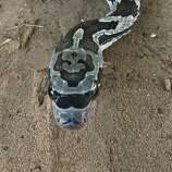 Hipster Texas snake appears to sport sunglasses, mustache - Houston ...