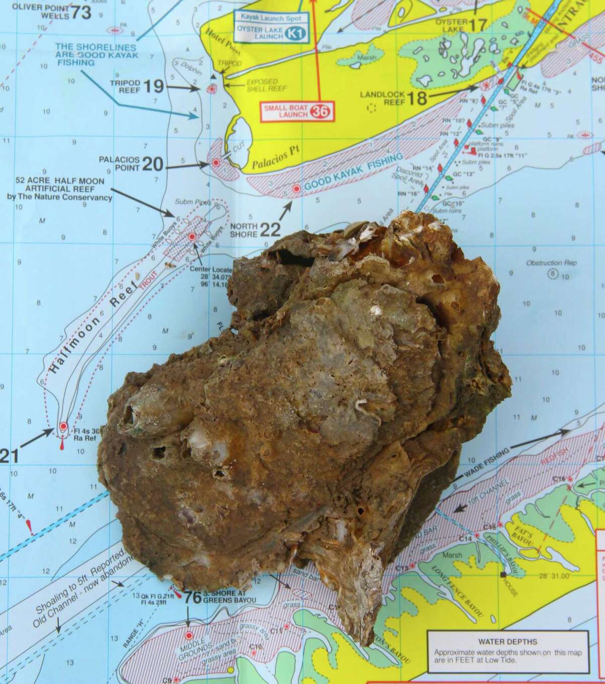 Restored reef creates booming marine life