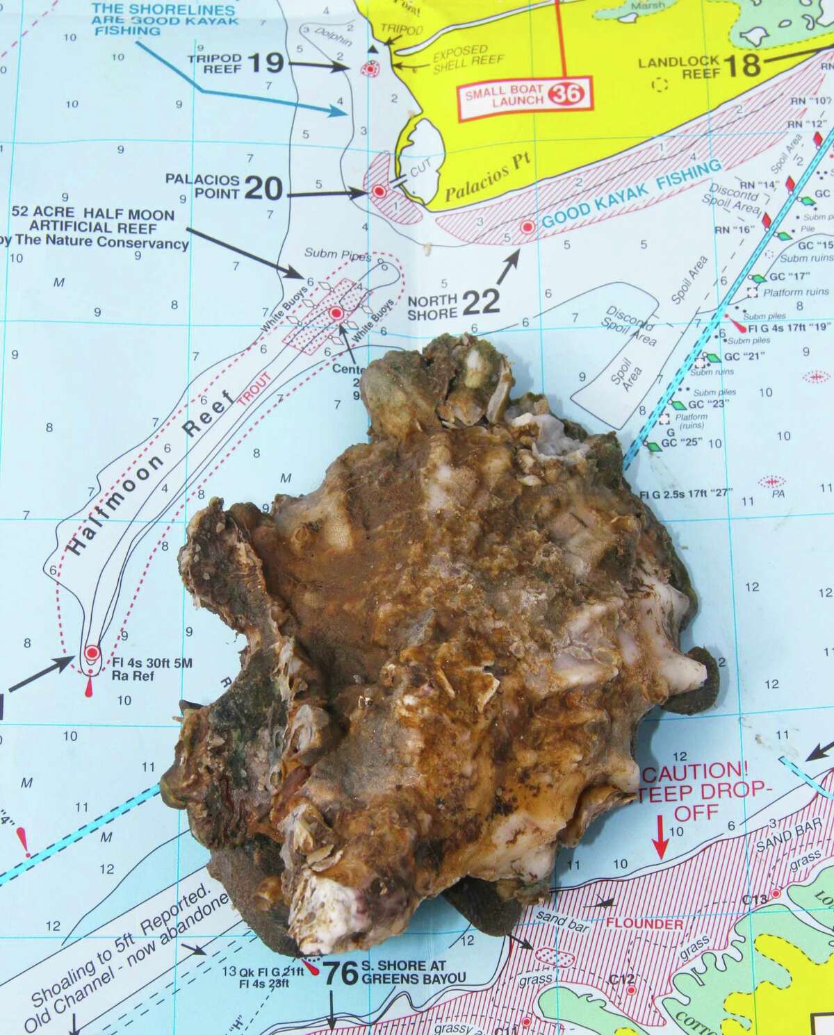 Restored reef creates booming marine life