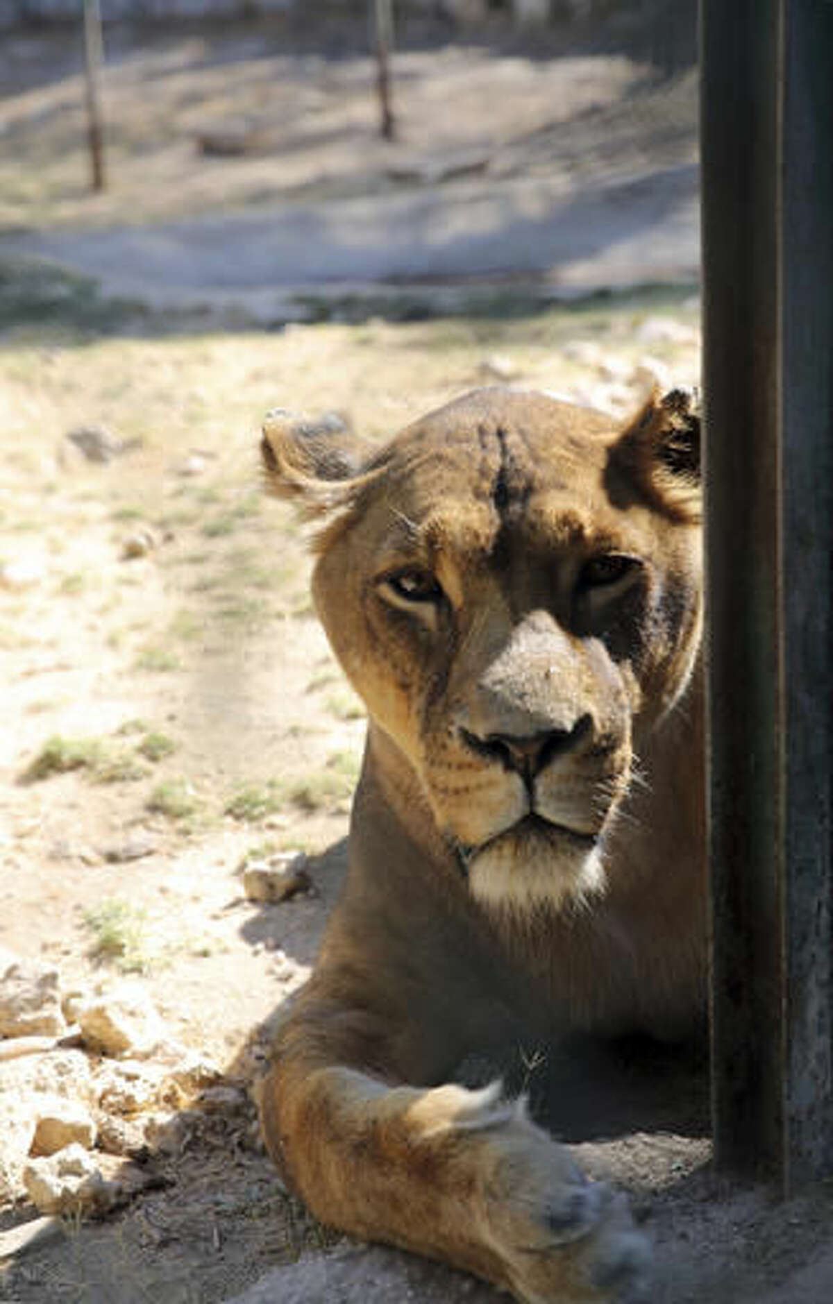Rescued tigers, bear get new life in Jordan wildlife refuge