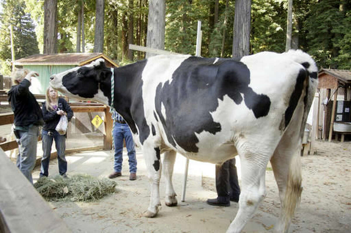 A eulogy for Danniel the very tall cow, who did not get the viral fame ...