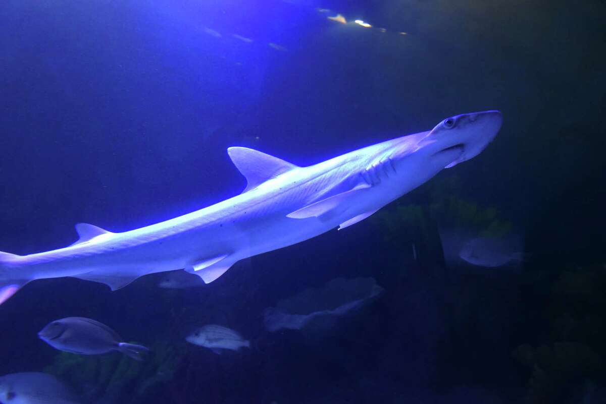 Rotterdam aquarium opens Saturday