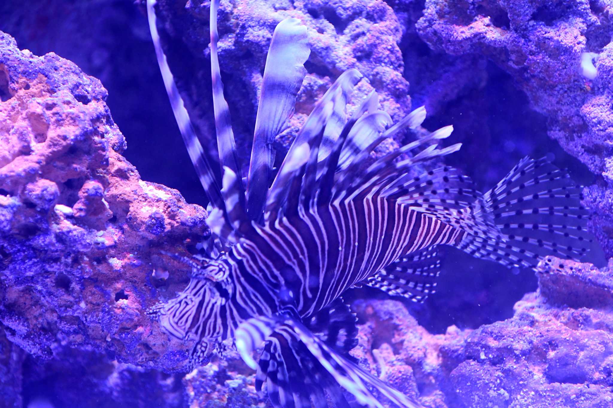 Rotterdam aquarium opens Saturday