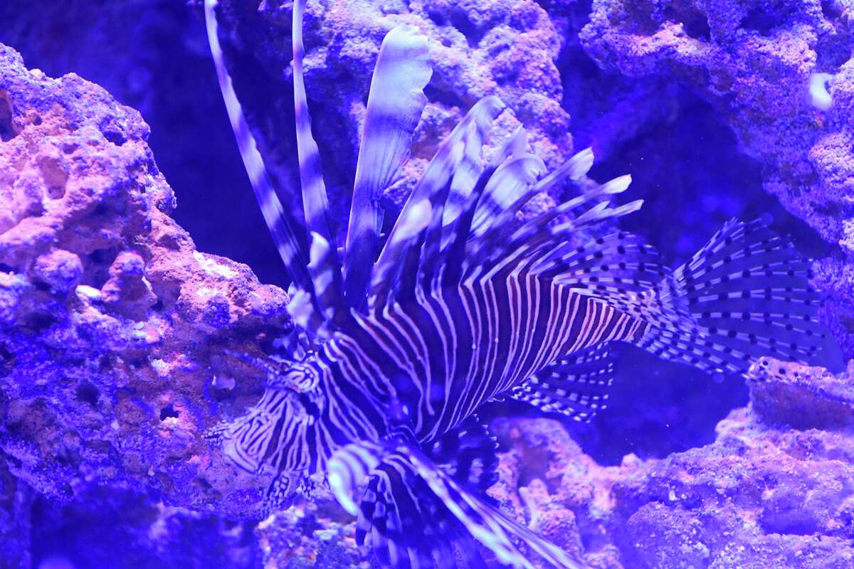 Rotterdam Aquarium Opens Saturday Rotterdam Aquarium Opens Saturday