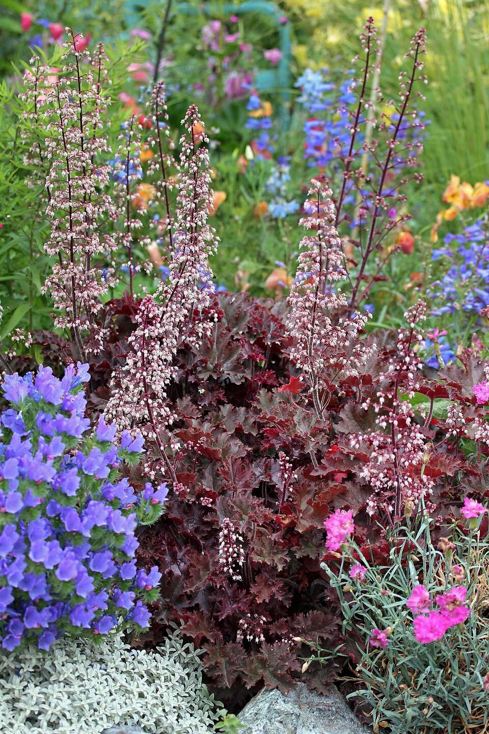 Throw some shade with dark-leaved heucheras