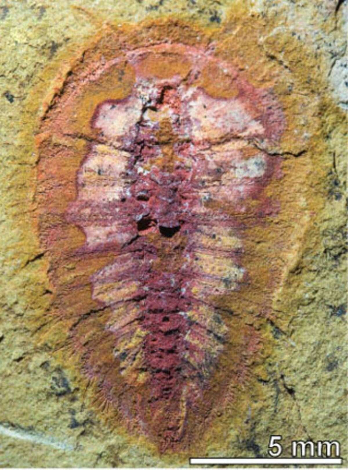 Fossil sheds light on life 480M years ago